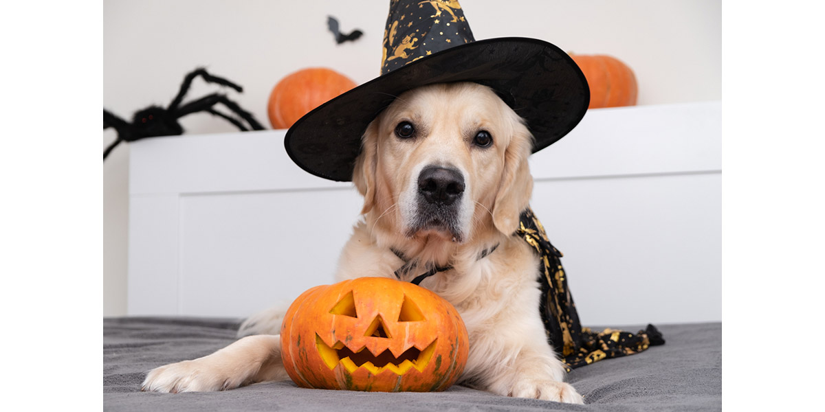 Don’t Let Spooky Air Duct Issues Ruin Your Halloween Fun | Bruce's AC ...